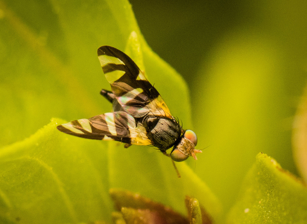 Sphaeniscus quadrincisus from Rainbow Drive, Halanayakanahalli ...