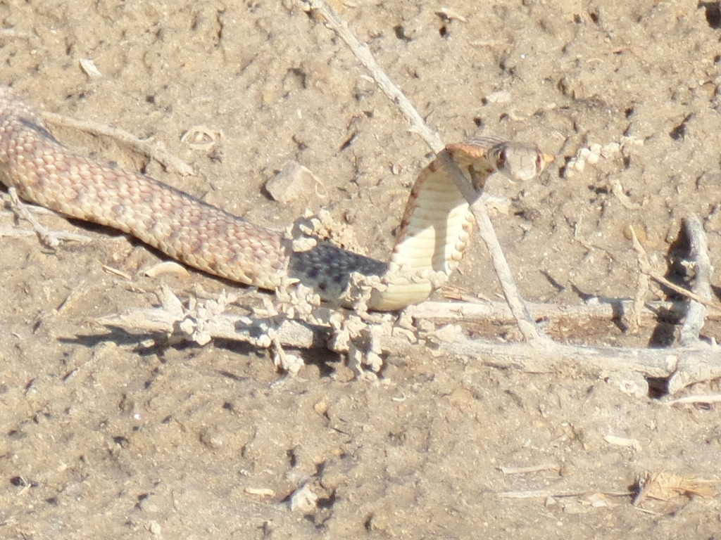 Moila Snake from Hendijan on October 11, 2021 at 12:48 PM by ...