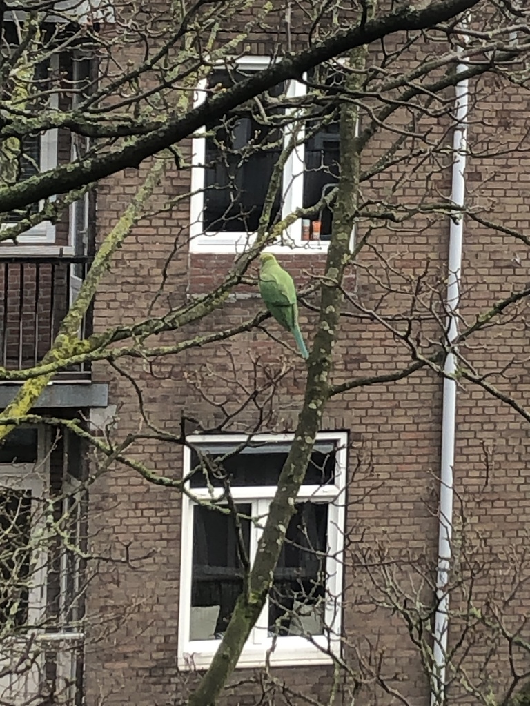 Rose-ringed Parakeet from Kuinderstraat, Amsterdam, North Holland, NL ...