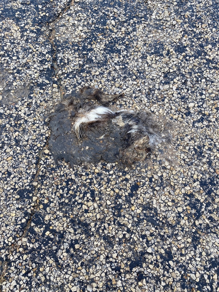 Striped Skunk from US-79, Gause, TX, US on February 21, 2022 at 10:11 ...