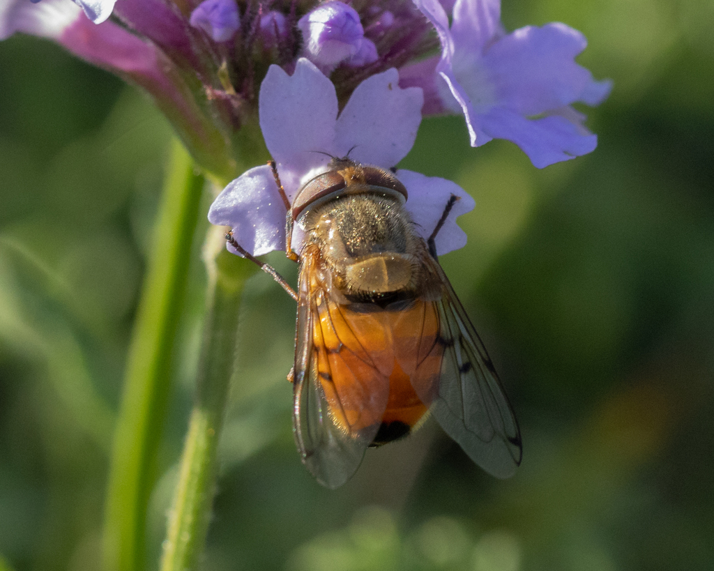 Haag's Bromeliad Fly from Kensington, San Diego, CA, USA on February 13 ...