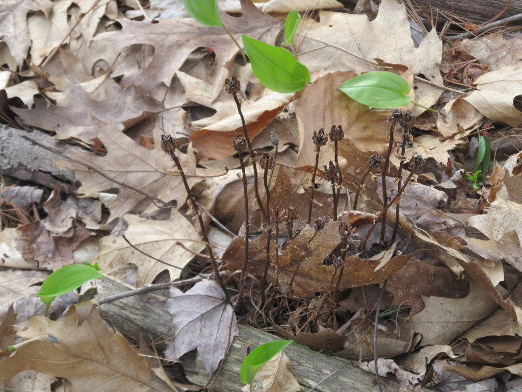 Ghost Pipe from 274 Raymond Rd, Colchester, VT 05446, USA on May 5 ...