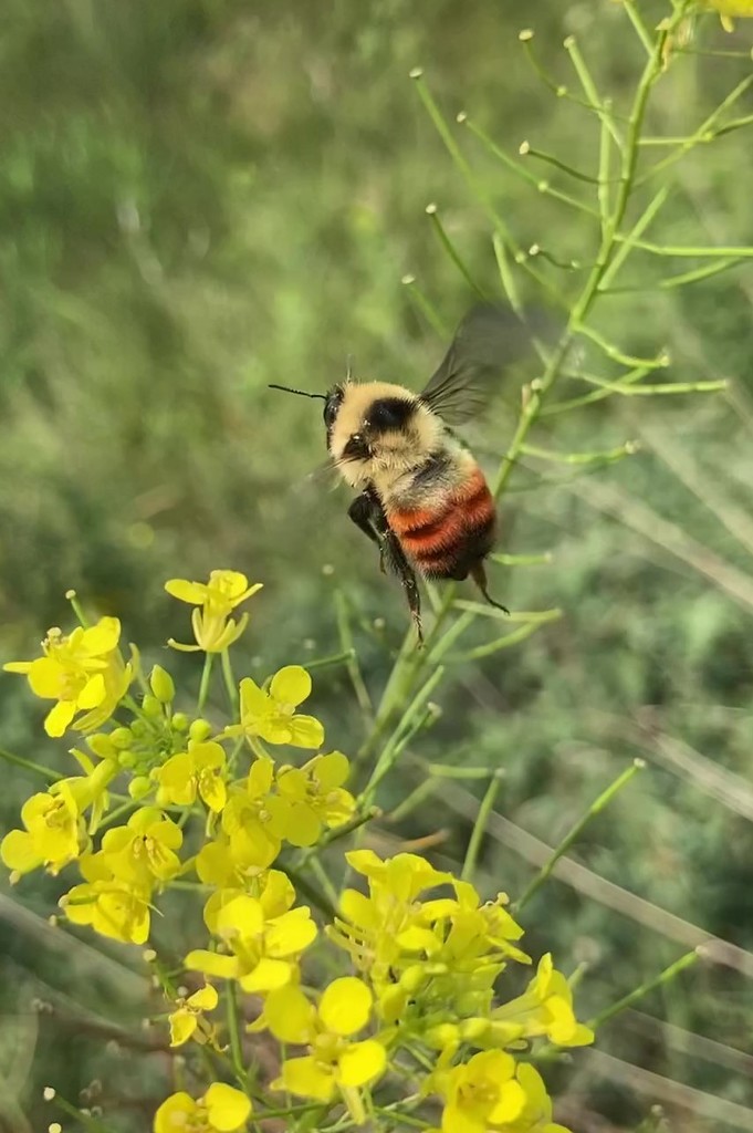 Red-belted Bumble Bee from Northeast Calgary, Calgary, AB, Canada on ...