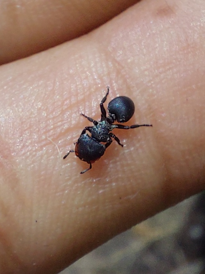 Cephalotes pusillus (Klug, 1824)