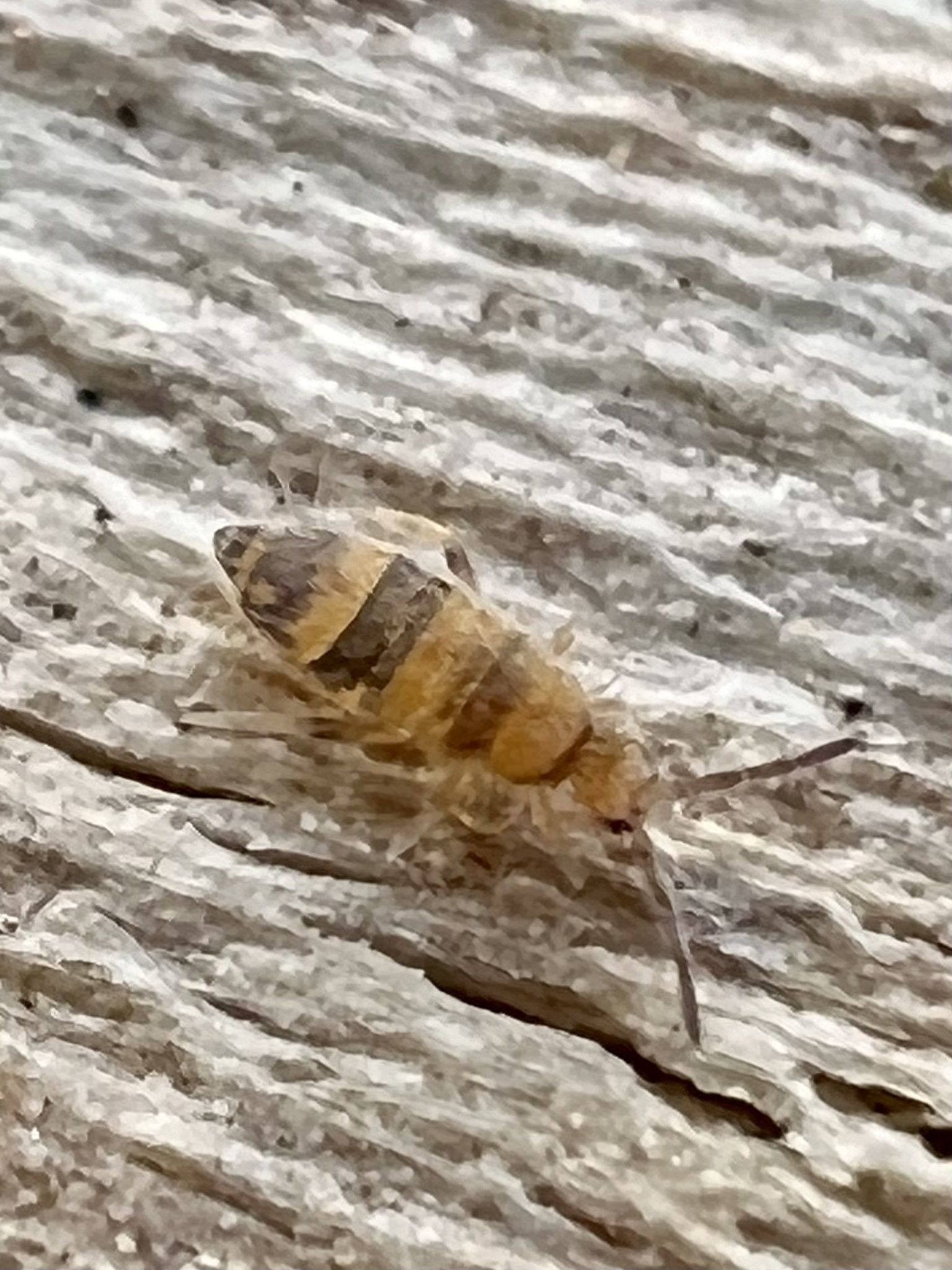 Entomobrya assuta J.W.Folsom, 1924