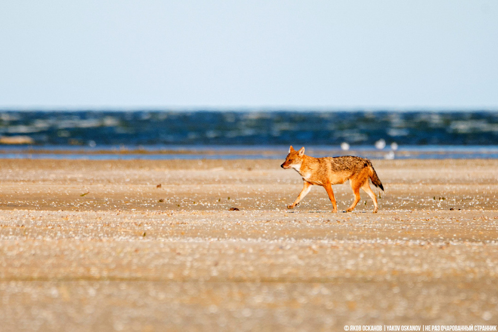 European Jackal from Цимлянское вдхр., Россия on October 7, 2021 at 04: ...