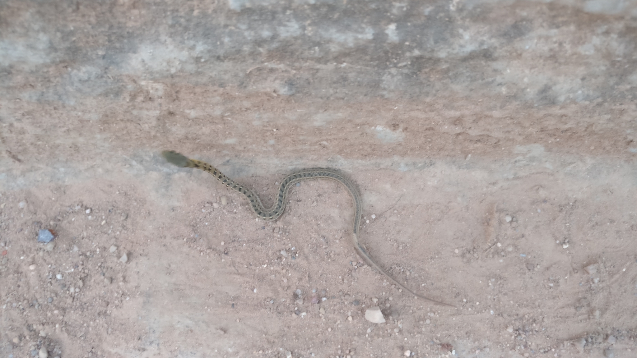 Amphiesma stolatum (Linnaeus, 1758)