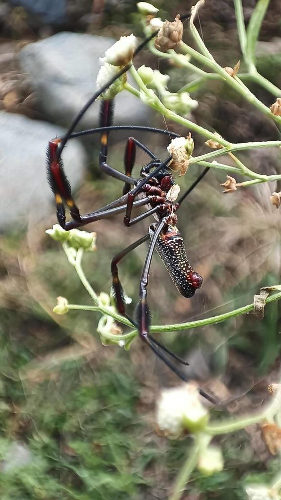 Golden Silk Spider from Alonso Lince, Ginebra, Valle del Cauca ...