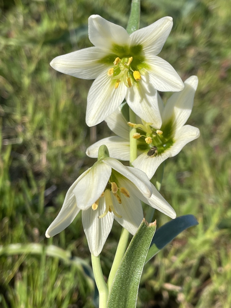 Fragrant Fritillary in February 2022 by Damon Tighe. 16 in bloom on ...