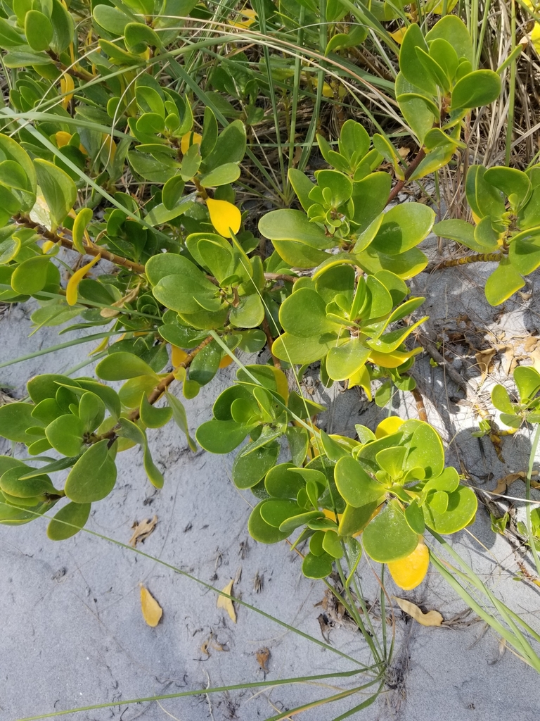 coastal inkberry from Palm Beach County, FL, USA on February 21, 2022 ...