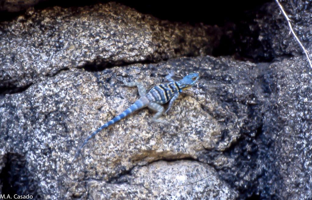 Baja California Rock Lizard from San Bartolo, B.C.S., México on August ...