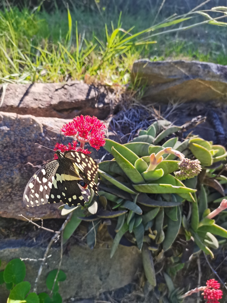 Red treasure from Grahamstown, Makhanda Botanical gardens pathway, 6139 ...