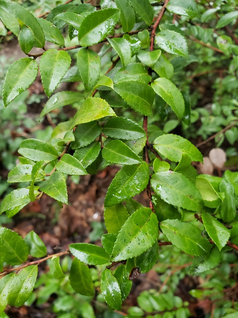Evergreen Huckleberry from Bainbridge Island, WA 98110, USA on February ...
