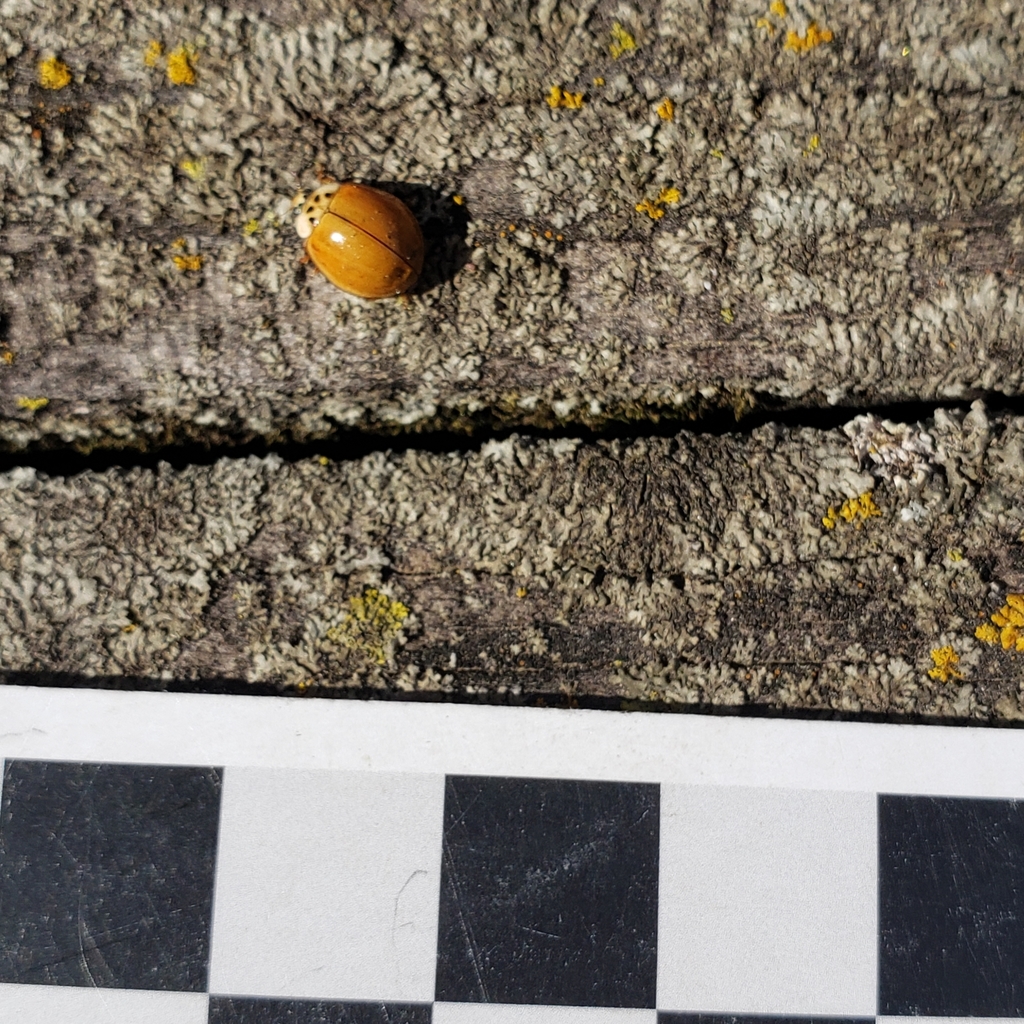 Asian Lady Beetle from West Southwest 2, Topeka, KS, USA on February 21 ...