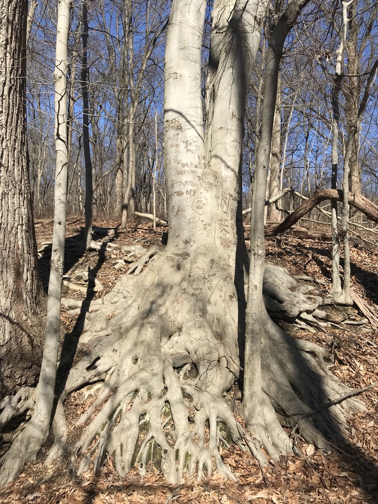 American beech from The Schuylkill Center For Environmental Education ...