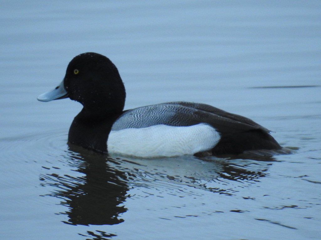 Greater Scaup from Denton, TX, USA on February 21, 2022 at 08:33 AM by ...