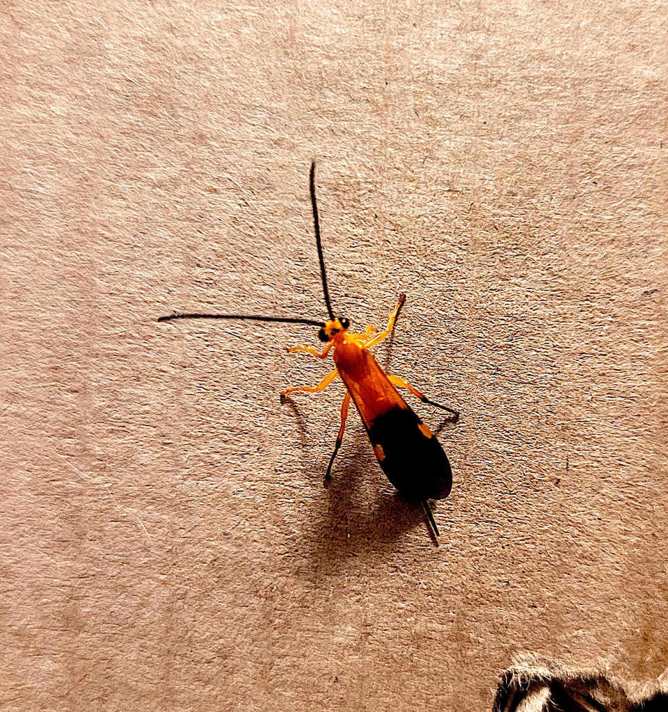 Ichneumonid and Braconid Wasps from President Ridge, Randburg, 2194 ...