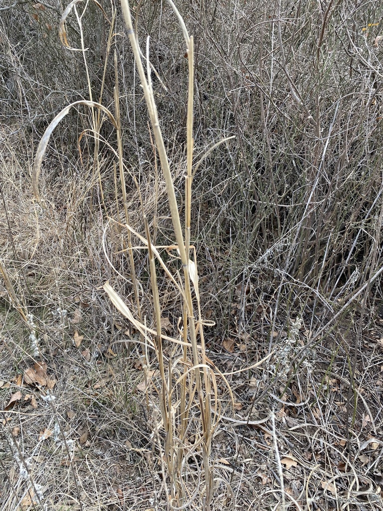 Johnson grass from Clyde, TX, US on January 24, 2022 at 12:44 PM by ...