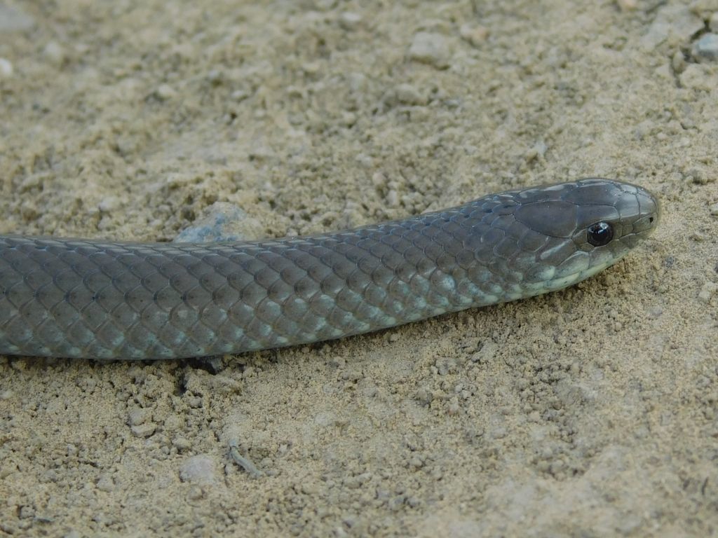 Common Slug-eater from Greyton Knietjieshoogte, 7233, South Africa on ...