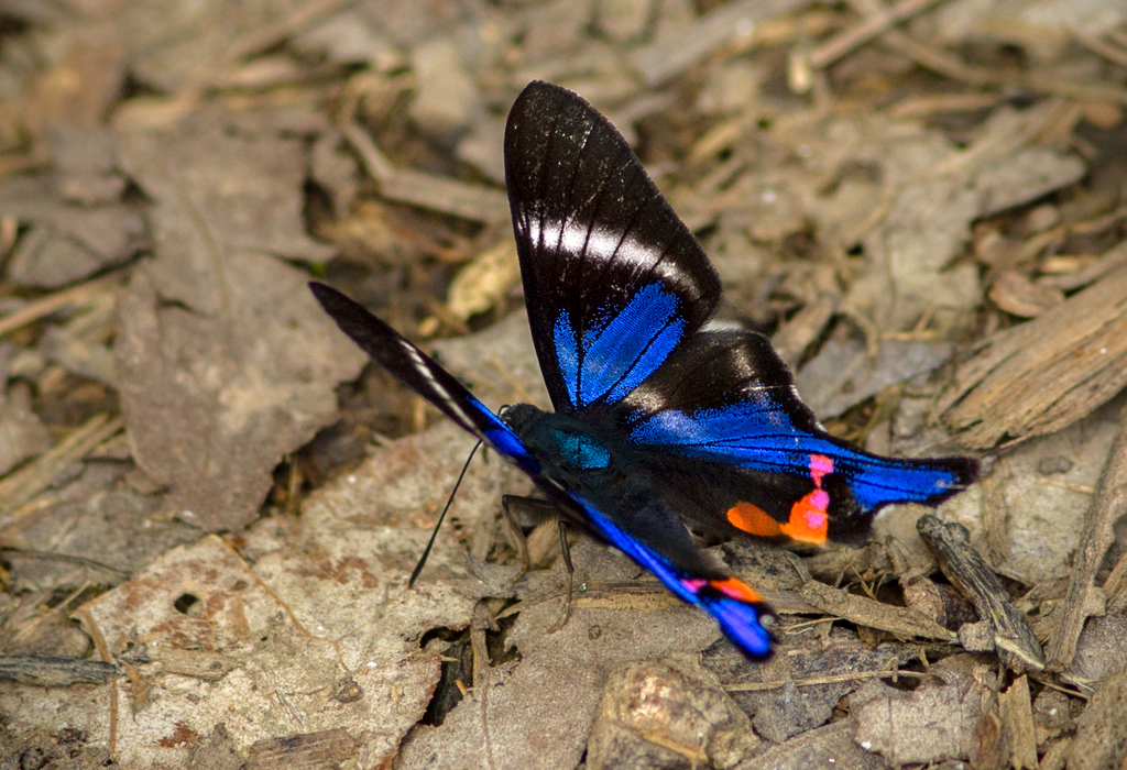 Periander Metalmark from Río Napo, Équateur on November 27, 2014 at 10: ...