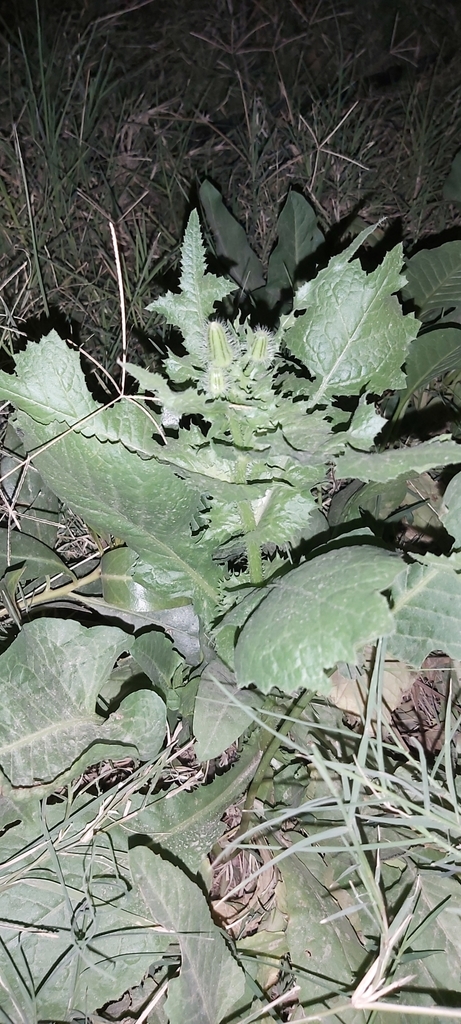False Hawkbit from 9XCC+H78, Kuwait City, Kuwait on February 21, 2022 ...