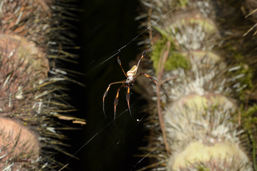 Golden Silk Spider from Tunapuna/Piarco Regional Corporation, Trinidad ...