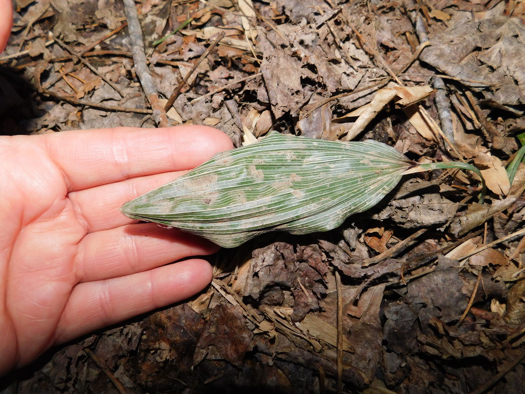 putty root from Montgomery County MD on February 10, 2022 at 06:57 PM ...