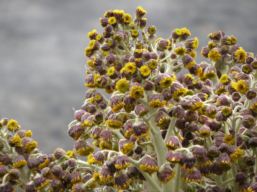 Giant Groundsel (Dendrosenecio kilimanjari) - Botanical Realm