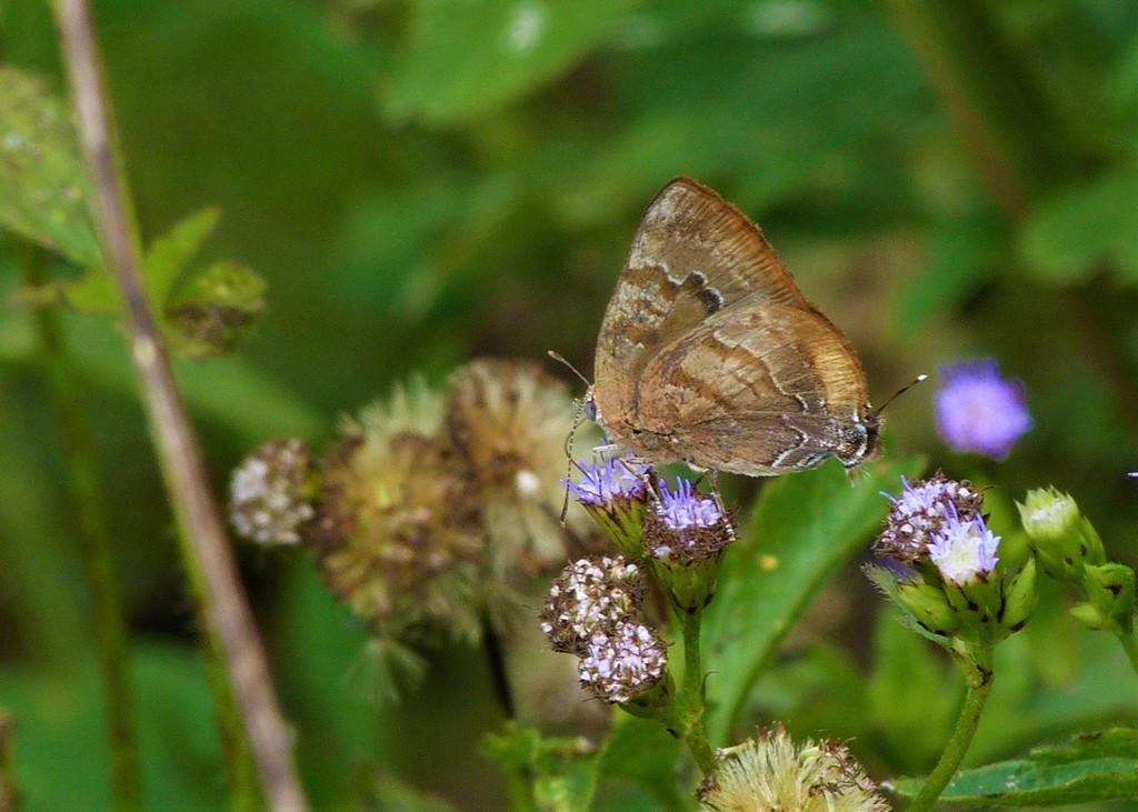 Rekoa palegon (Borboletas de Rio Claro, SP/Butterflies of Rio Claro, SP ...