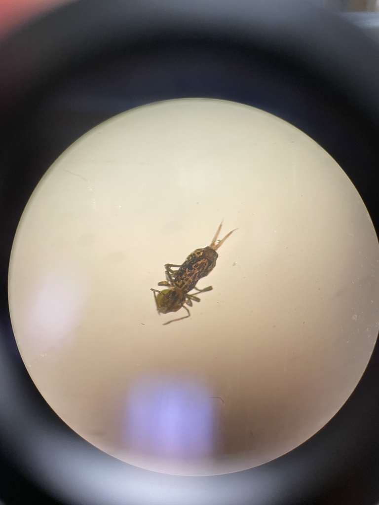 Ptenothrix beta from Tryon Creek State Natural Area, Portland, OR, US ...