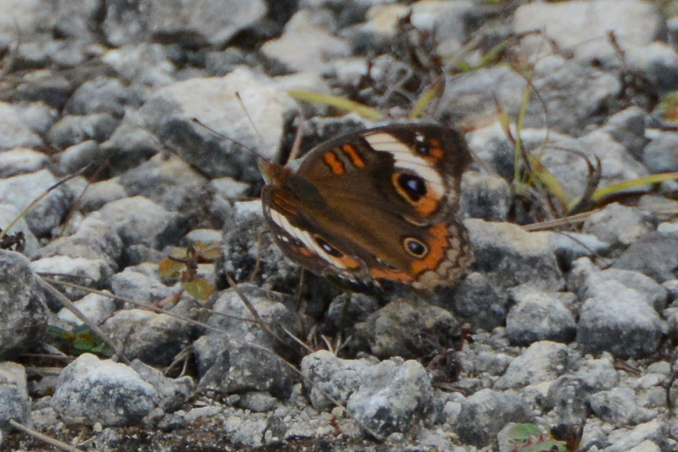 Northern Tropical Buckeye from Miami-Dade, Florida, United States on ...