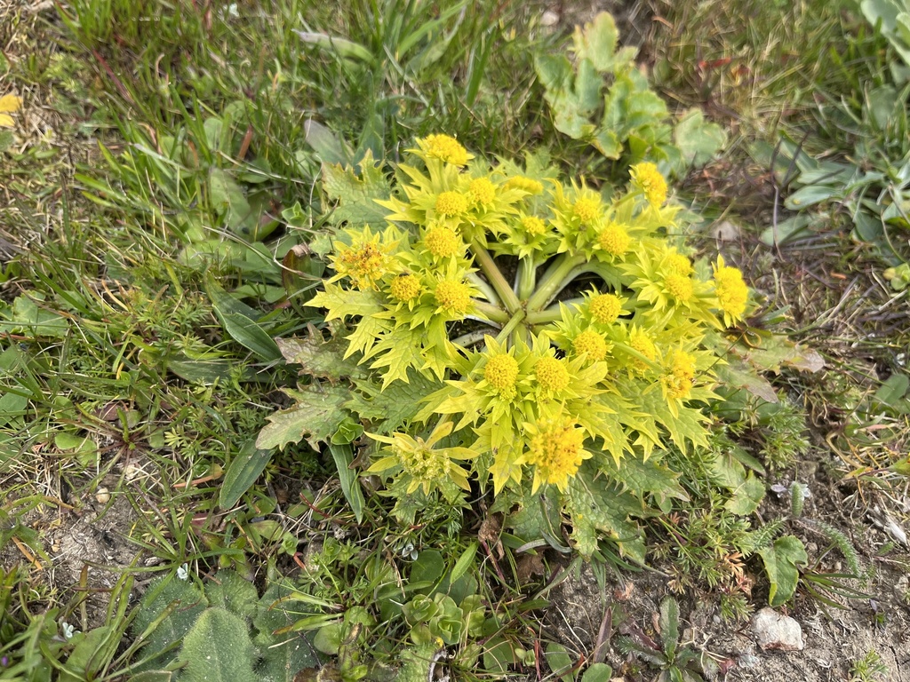 Footsteps of spring from Point Reyes National Seashore, Inverness, CA ...