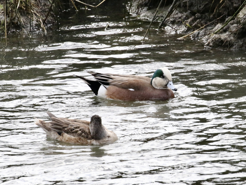 American Wigeon from Chula Vista, CA, USA on February 21, 2022 at 10:27 ...