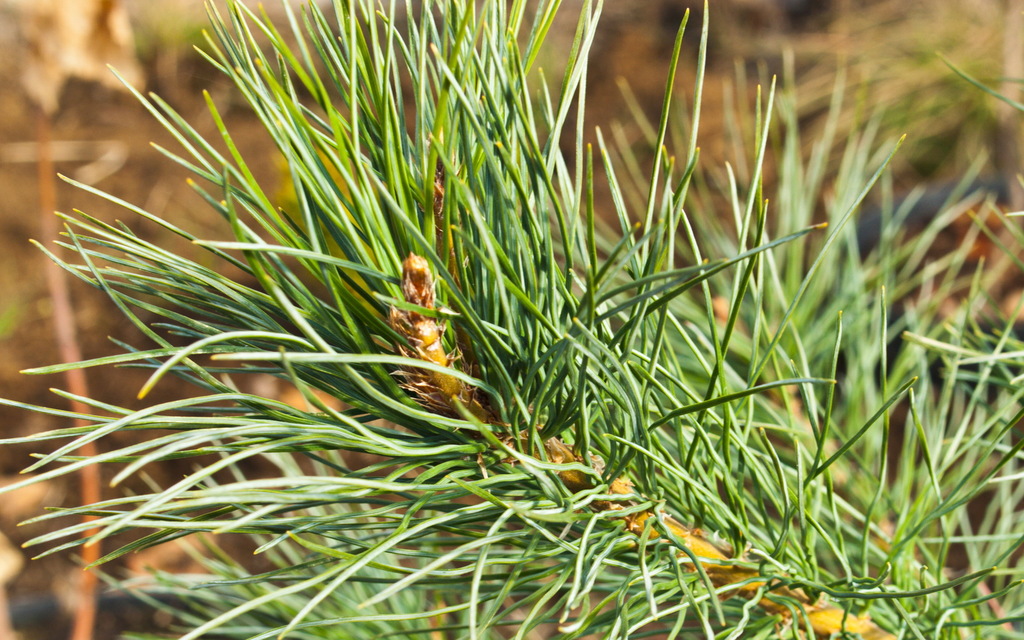 western white pine (Pinus monticola) - Botanical Realm