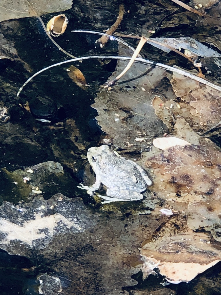 California Tree Frog from Sand to Snow National Monument, Whitewater ...