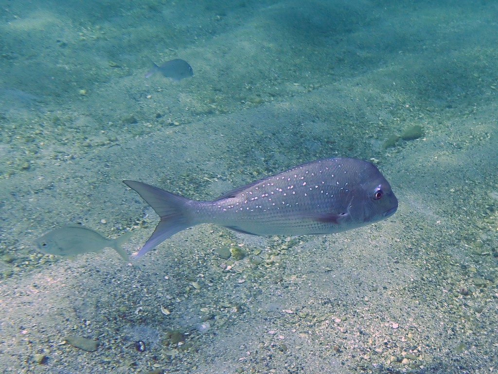 Australasian Snapper from Manly NSW 2095, Australia on February 20 ...