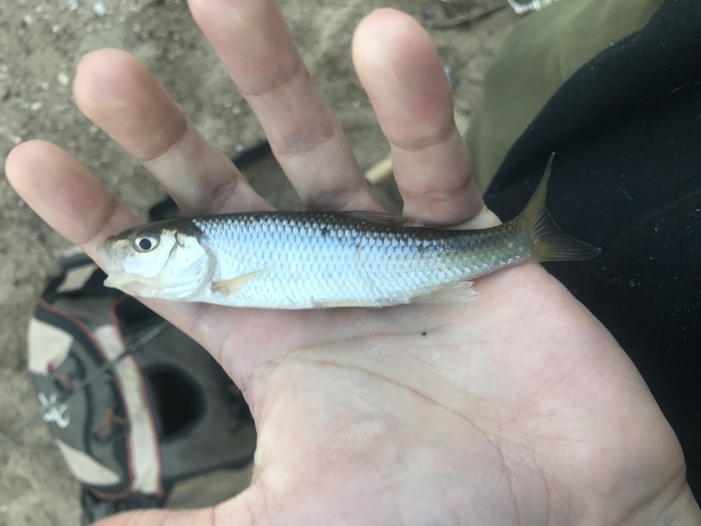 Fallfish from Rawhide Ridge, Columbia, MD, US on February 21, 2022 at ...