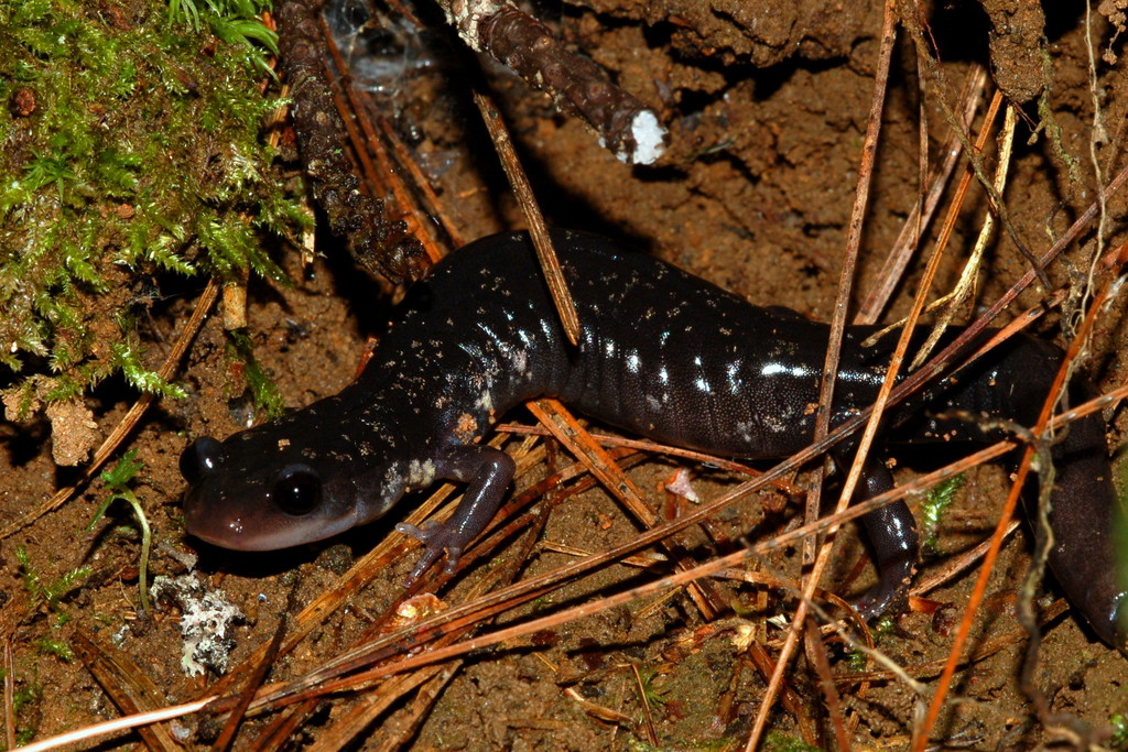 Southern Gray-cheeked Salamander from Moody Cove, South Carolina ...