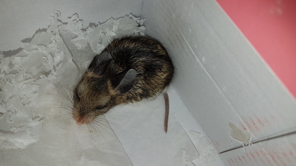 Large-eared Mouse (Malacothrix typica) - Know Your Mammals