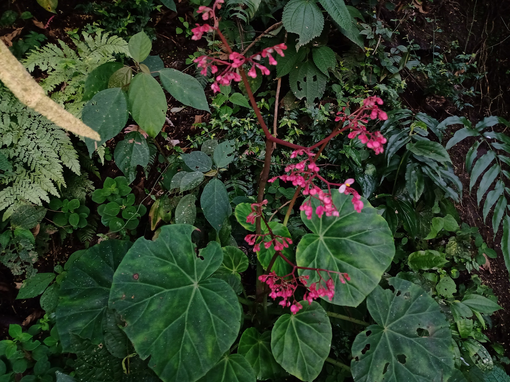 Begonia manicata Brongn.