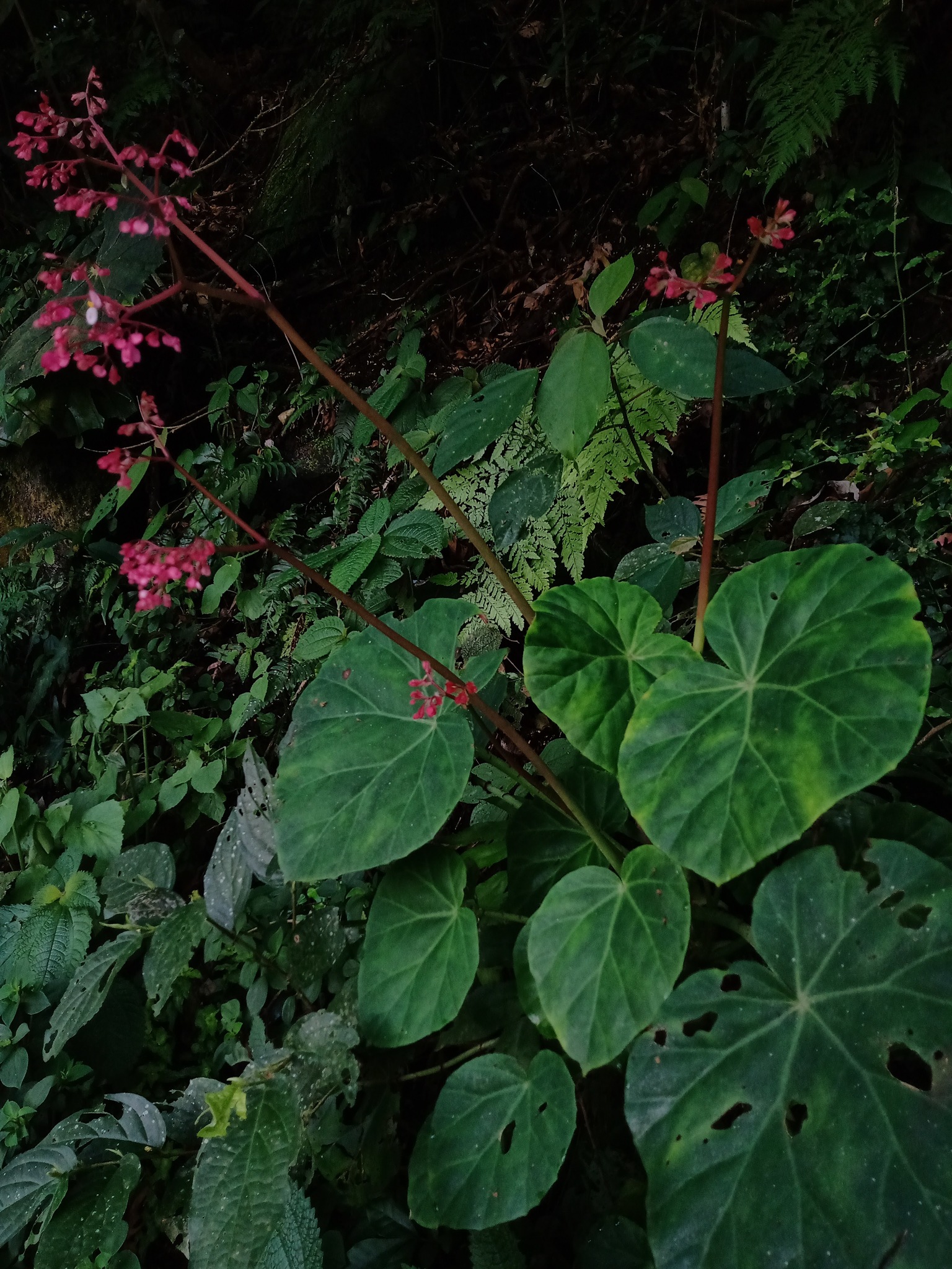 Begonia manicata Brongn.