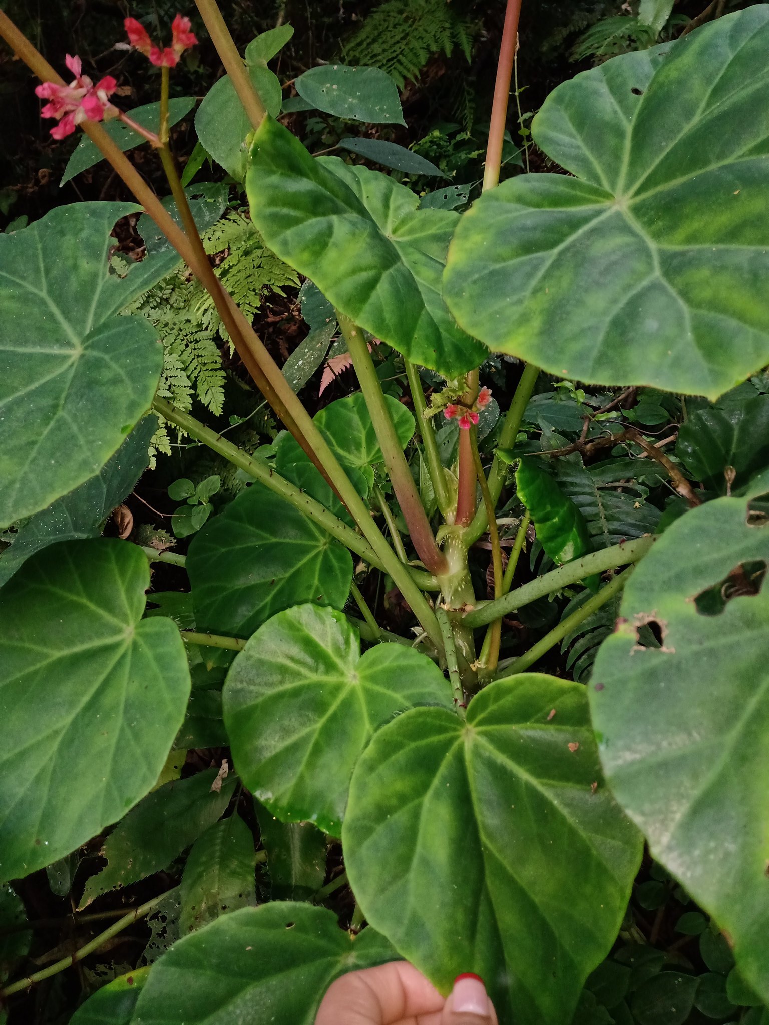 Begonia manicata Brongn.