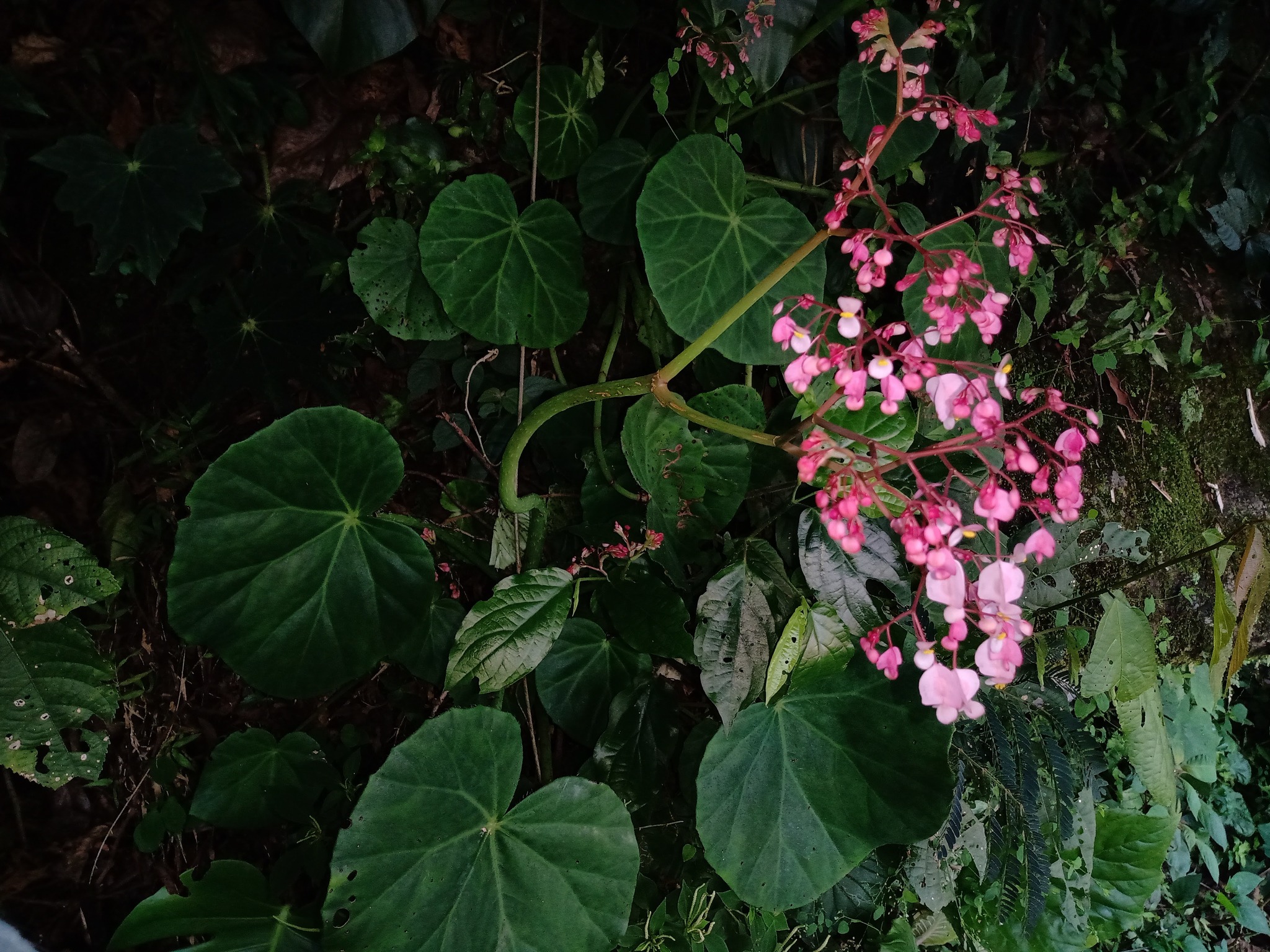 Begonia manicata Brongn.