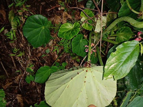 Flor de cera (Begonia manicata)