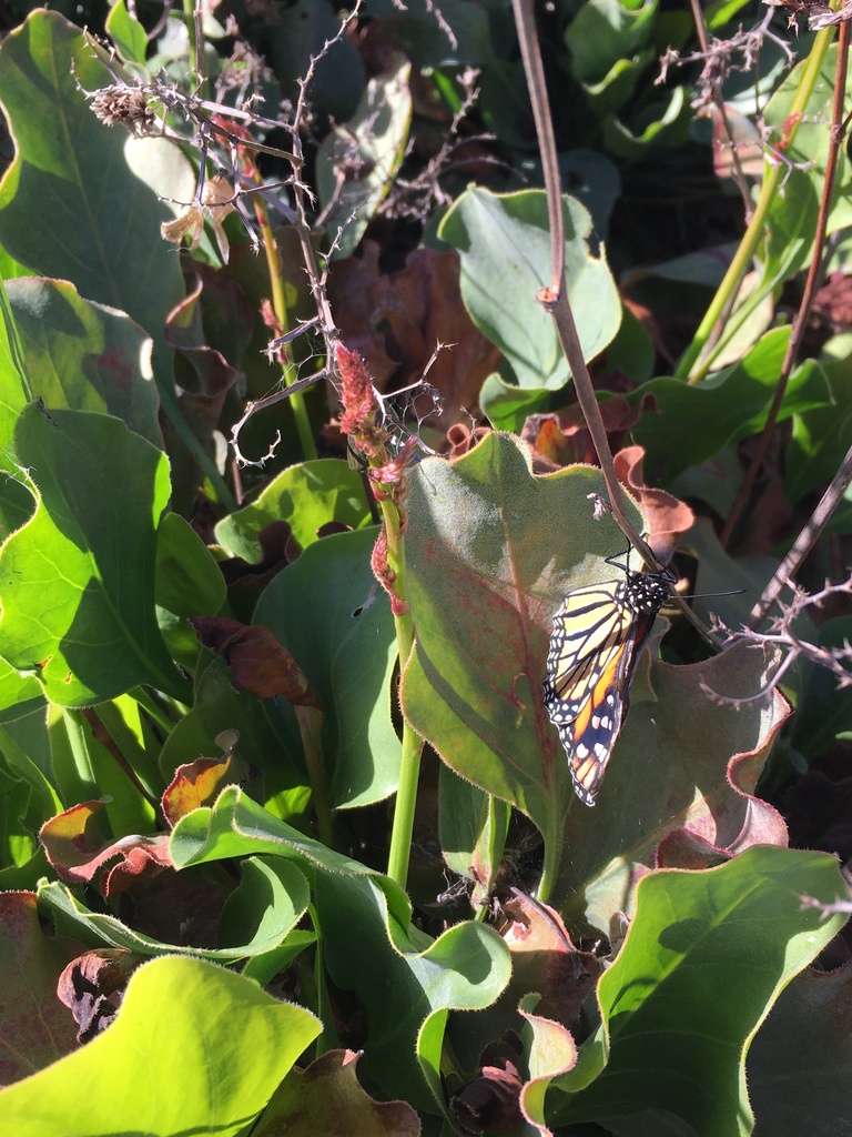 Monarch in February 2022 by seaslugin. C88 recently eclosed, some wing ...