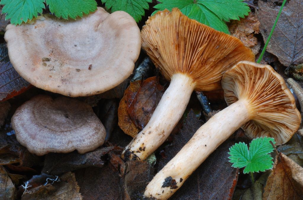 Circled Milkcap from "San Andreas Road, Larkin Valley, Santa Cruz Co ...