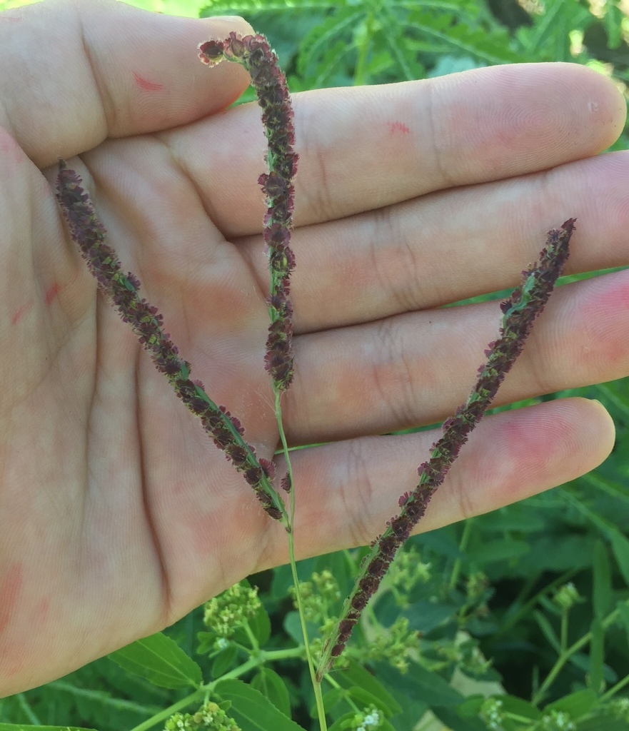 panama crowngrass in February 2022 by Hyongchan · iNaturalist