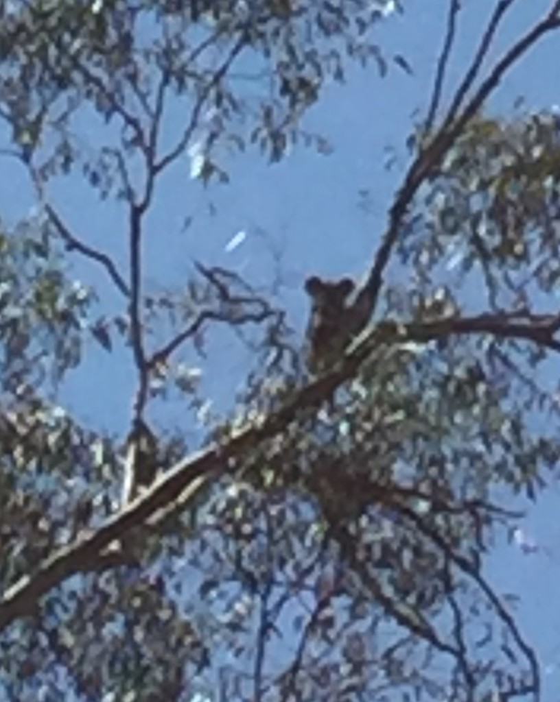Koala from Rawbelle QLD 4630, Australia on September 27, 2019 at 01:22 ...