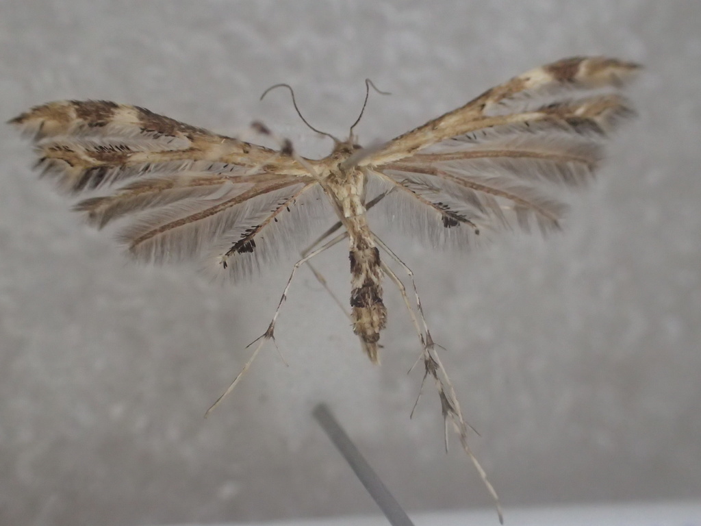Fire-flag Plume Moth from Perth WA, Australia on September 3, 2020 at ...