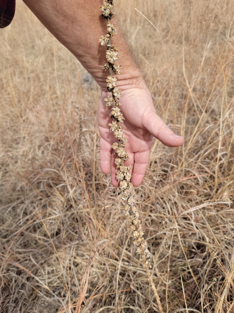 rough blazing star from Lawton, OK 73507, USA on February 21, 2022 at ...